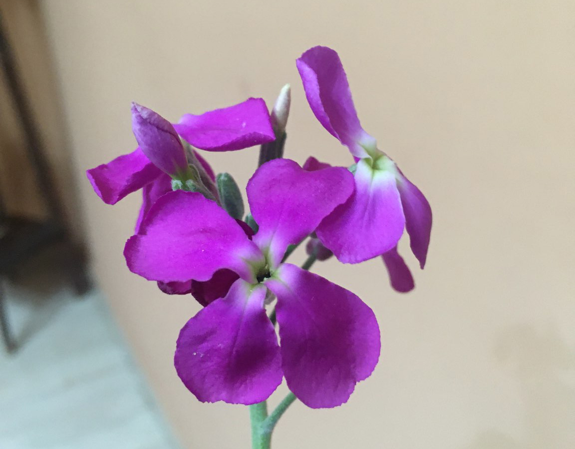 Violacciocca, il fiore di San Giuseppe